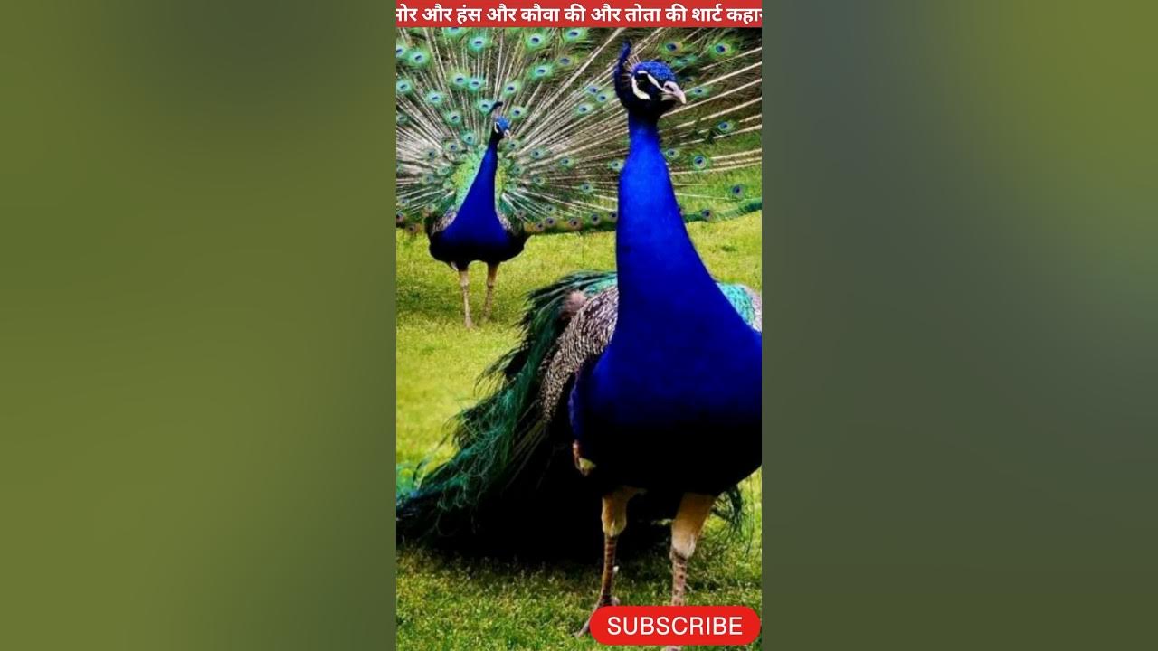 मोर और हंस और कौवा की और तोता की शार्ट कहानी Shorts Story Hindi