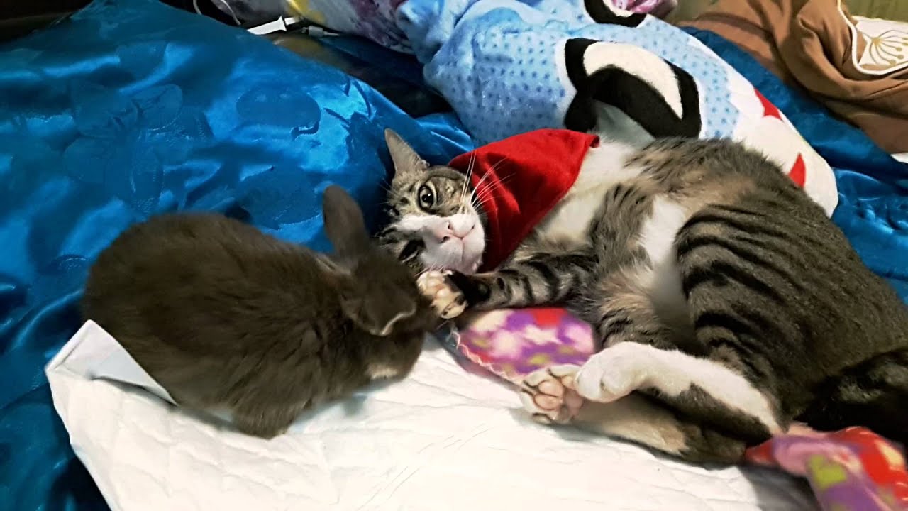 Brownie the Rabbit & Meow the cat 27012016 - YouTube