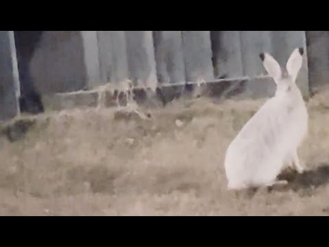 Two Snow Bunnies at night🐇🐰 #snowshoe - YouTube