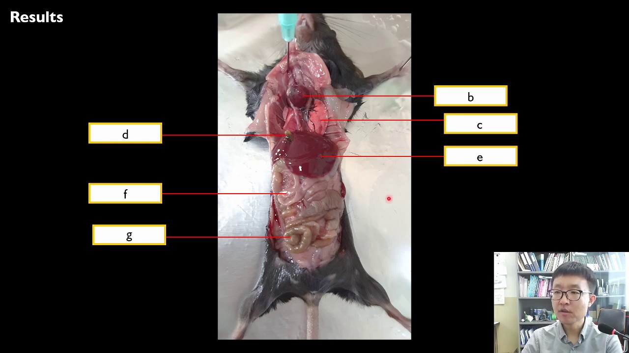 의대 생물학 실습 | 마우스 해부 Mouse Dissection | Biology lab class - YouTube
