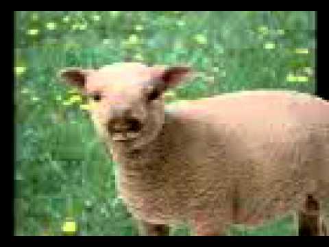 ΠΡΟΒΑΤο που βριζει - YouTube