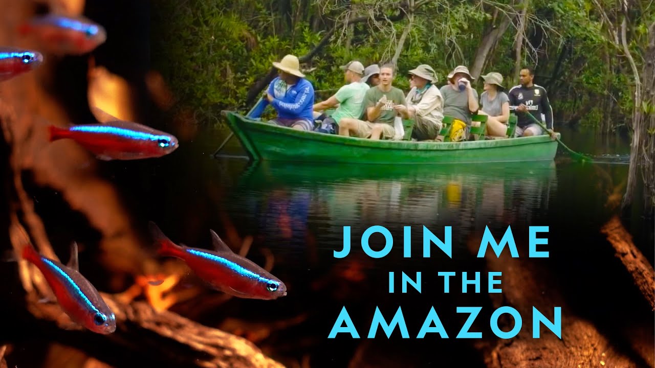 JOIN ME IN THE AMAZON RAINFOREST!! Project Piaba Trip — September 24 ...