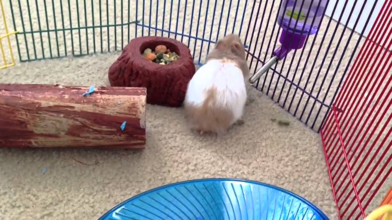 The 5 Hamster Species - YouTube