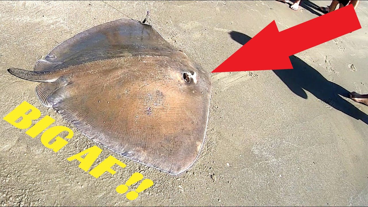 GIANT STINGRAYS | SURF FISHING GALVESTON TX | FISHING SAN LUIS PASS ...