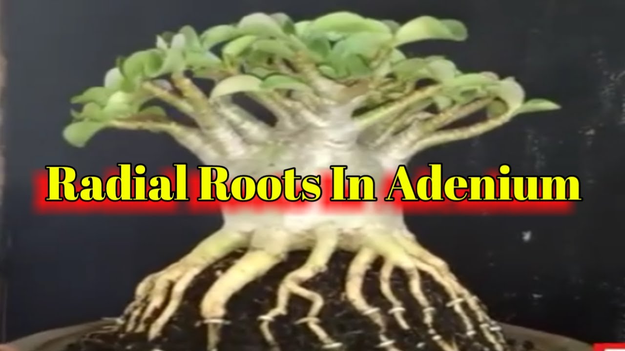 CARA MEMBUAT AKAR ADENIUM (long roots) |how to make long adenium roots ...