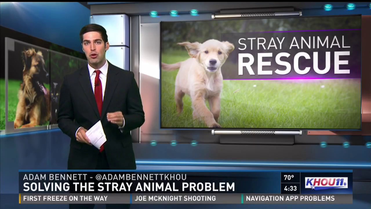 Creative ways to solve the stray animal problem in Houston - YouTube