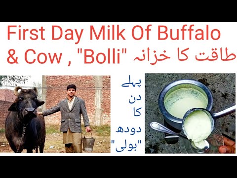 The First Day milk of Buffalo or Cow | Bolli | powerful Milk | Village ...