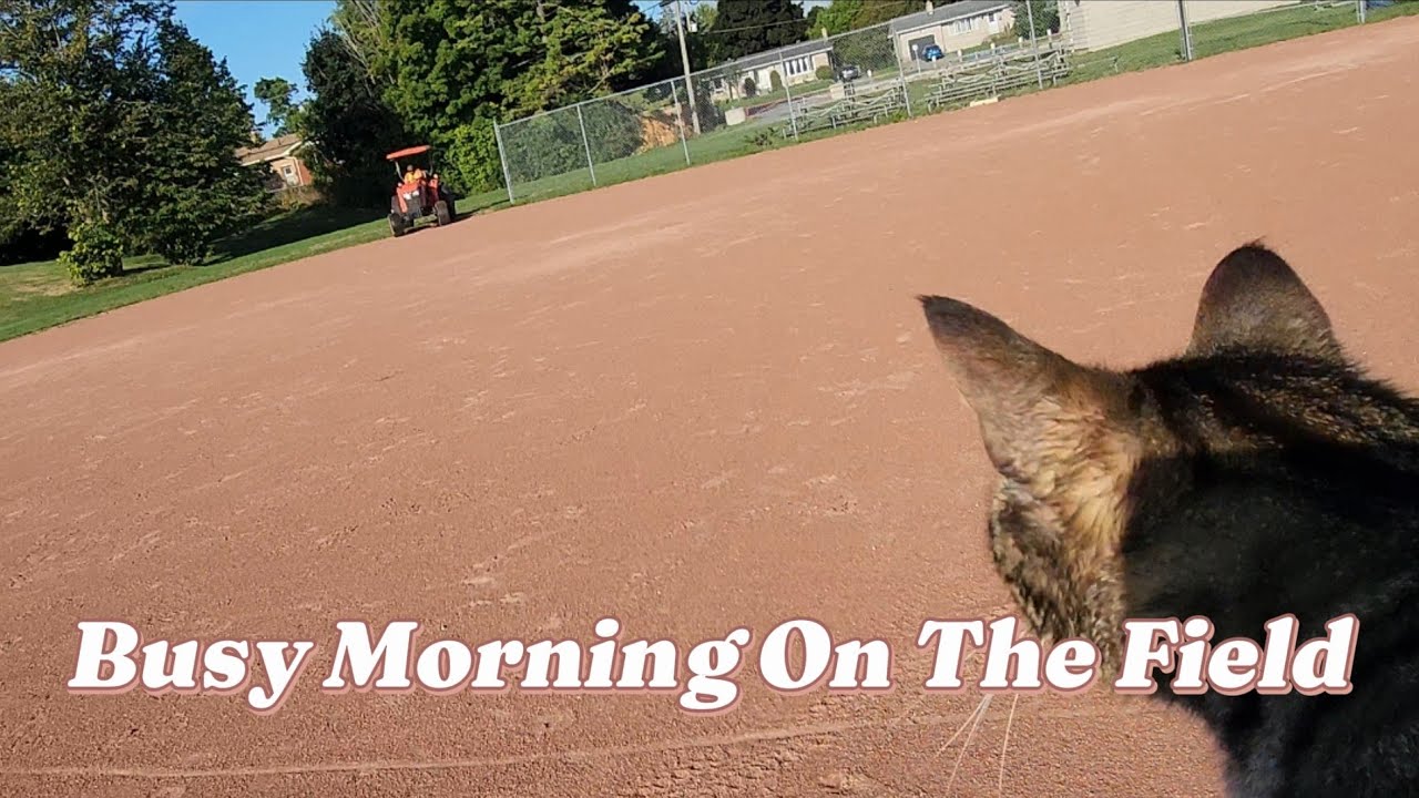 Cattivity - It's A Busy Morning For The Cats 🐱 - YouTube