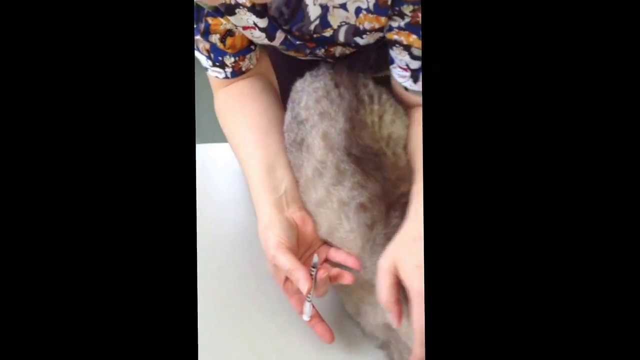 Demonstration Giving Insulin Injections To A Diabetic Cat Starring demonstration-giving-insulin-injections-to-a-diabetic-cat-starring