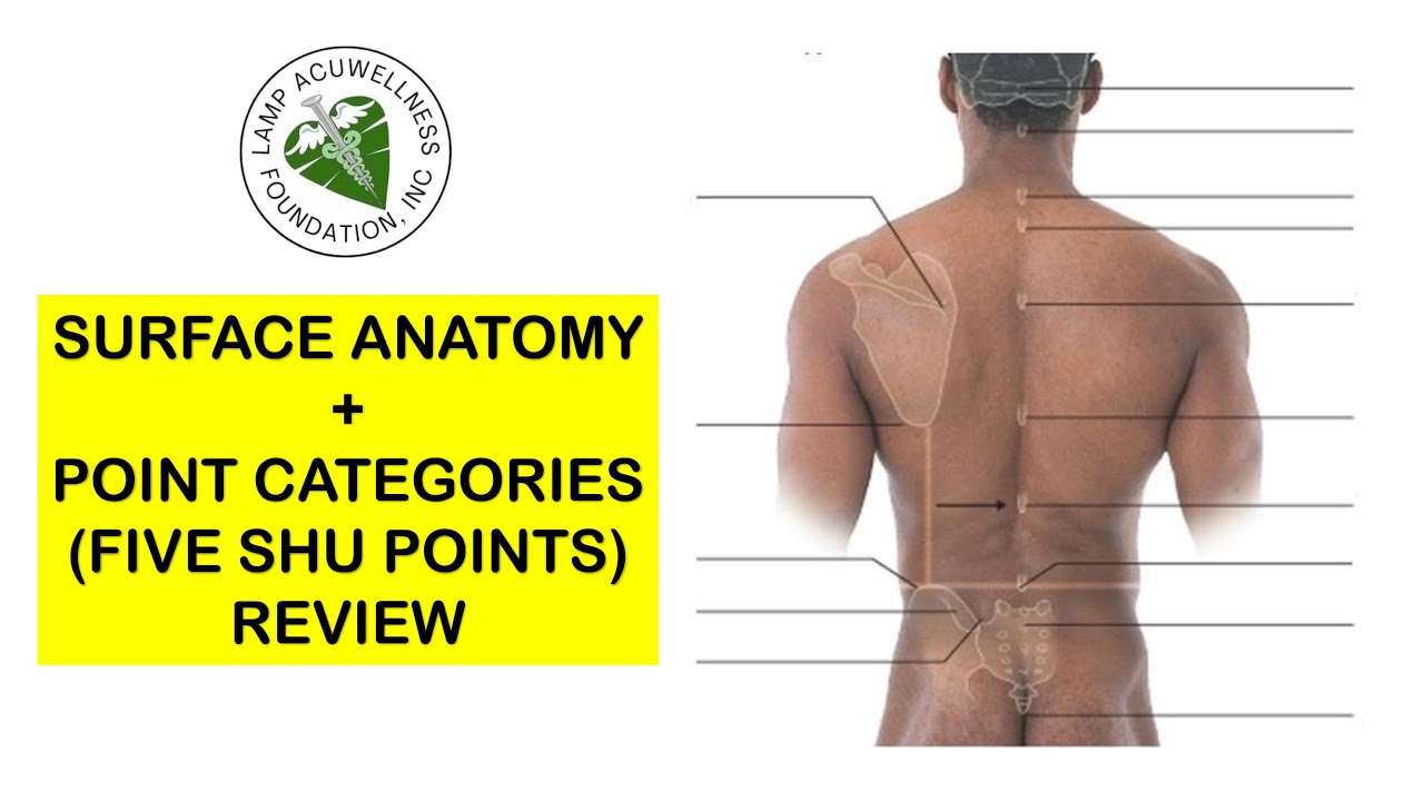 ANATOMY FOR ACUPUNCTURE STUDENTS 01: Surface Anatomy + Five Shu Points ...