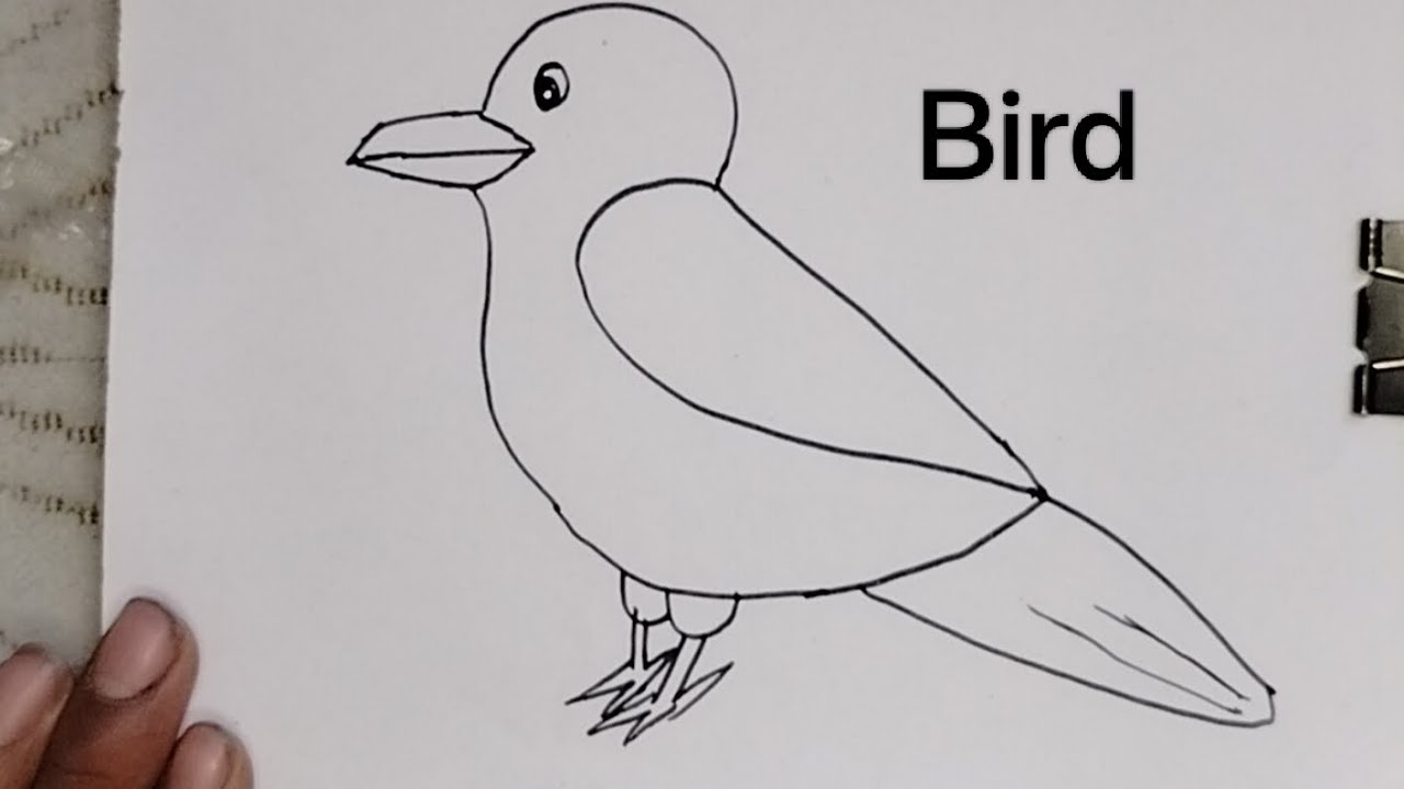 How to draw a Bird 🐦🐦||Bird drawing||very easy||Art video - YouTube
