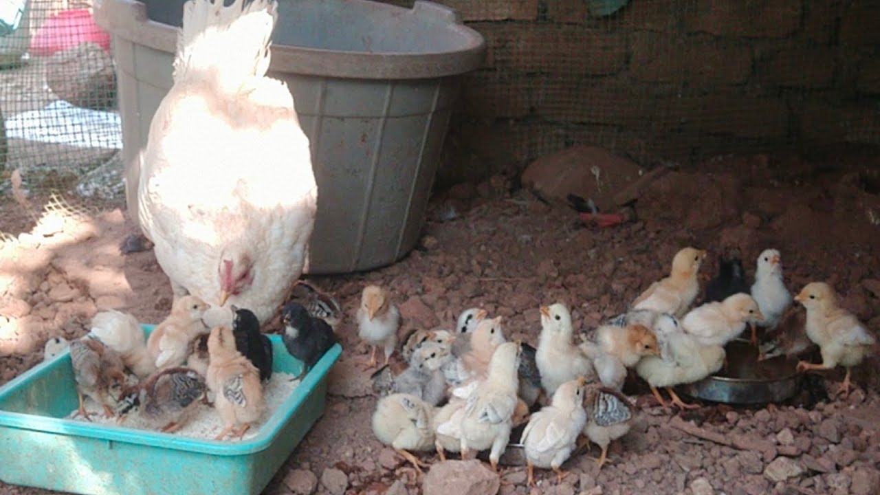 desi murgi palan ki jaankari | मुर्गी पलन desi hen with 40 chicks - YouTube