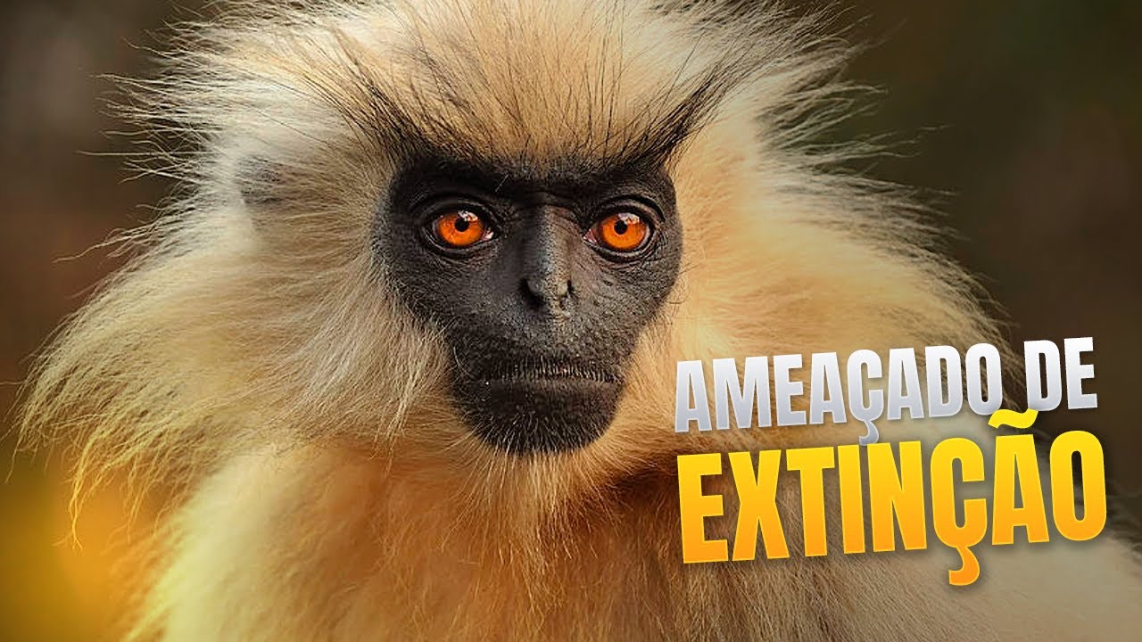 LANGUR DOURADO - UM DOS MACACOS MAIS RAROS DO MUNDO! - YouTube
