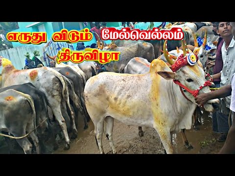 Eruthu vidum thiruvizhaa மேல்வெல்லம் கிராமம் 2024 - YouTube