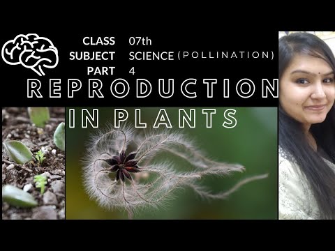 Class 7 science reproduction in plants part 4 - YouTube