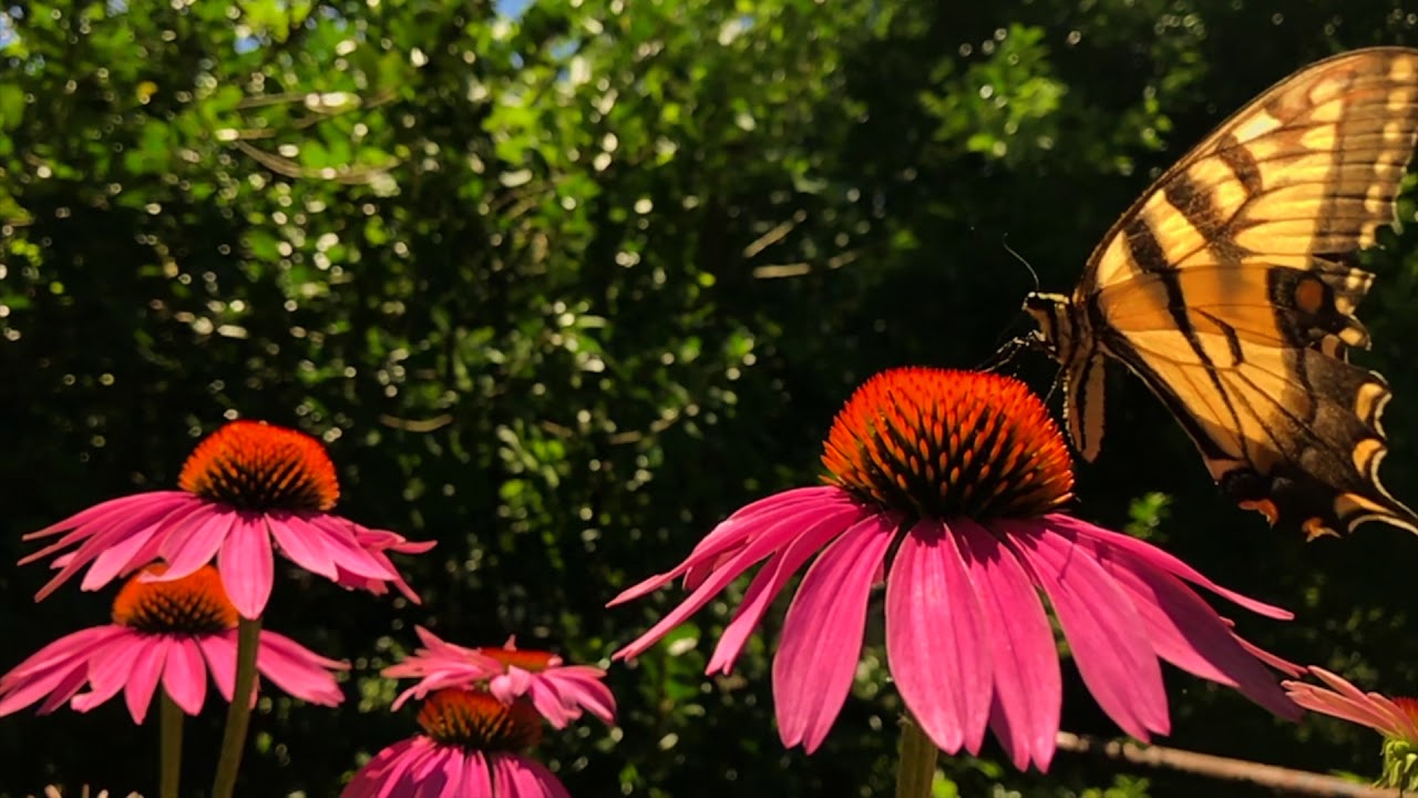 Thirty Seconds of Butterfly Zen - YouTube