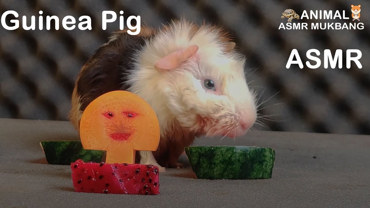 animals asmr eating guinea pig eating food | Animal ASMR 먹방 38 - YouTube