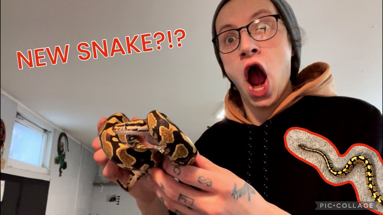 We Got Another Python Insane Colors Youtube