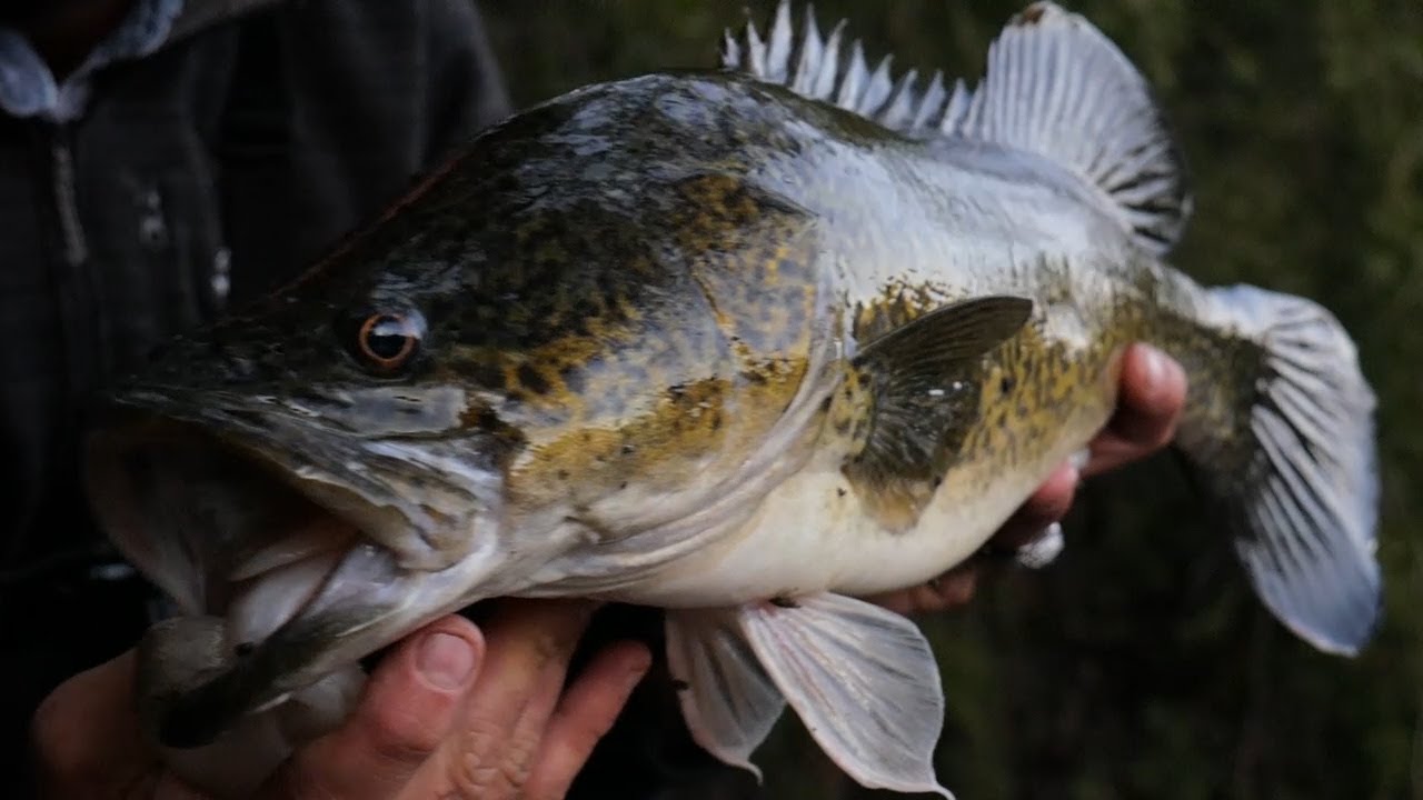 MY FIRST EVER MURRAY COD!!!! - YouTube