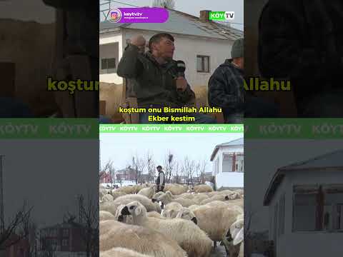Kurtlar Saldırdı, Koyununu Kendi Kesti! #kurtlar #kangal #çiftçi