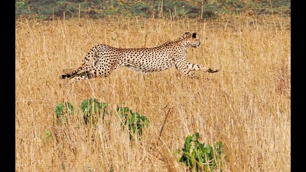 Cheetah Charge and Wildebeest take down - YouTube