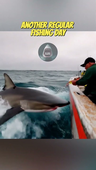 fisherman vs shark epic encounter #fishermans - YouTube