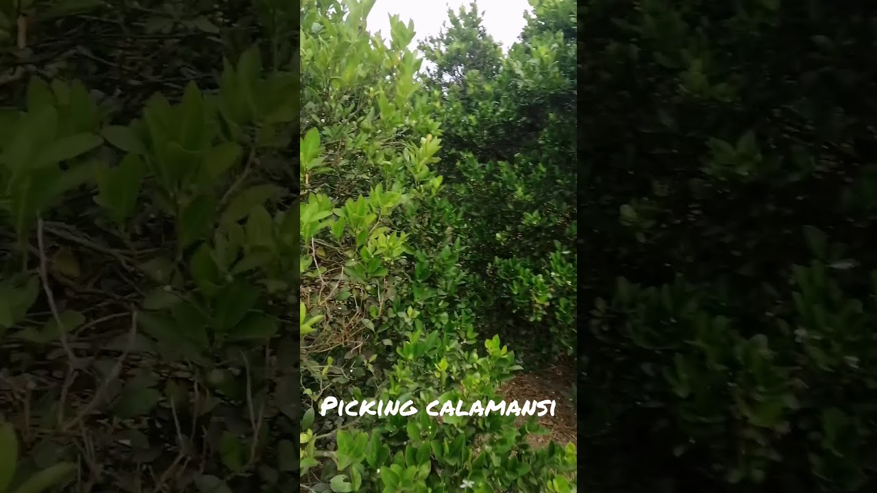 Calamansi farm - YouTube
