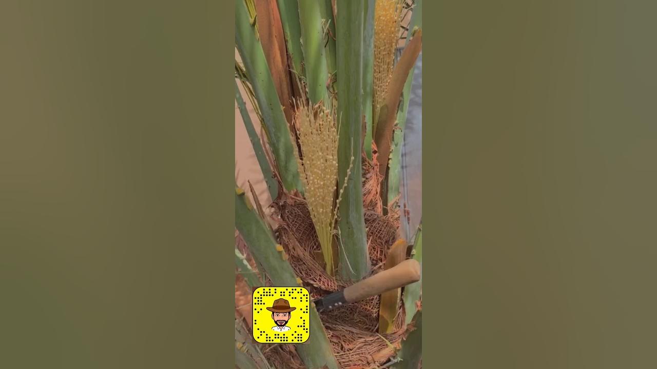 تلقيح النخل Youtube