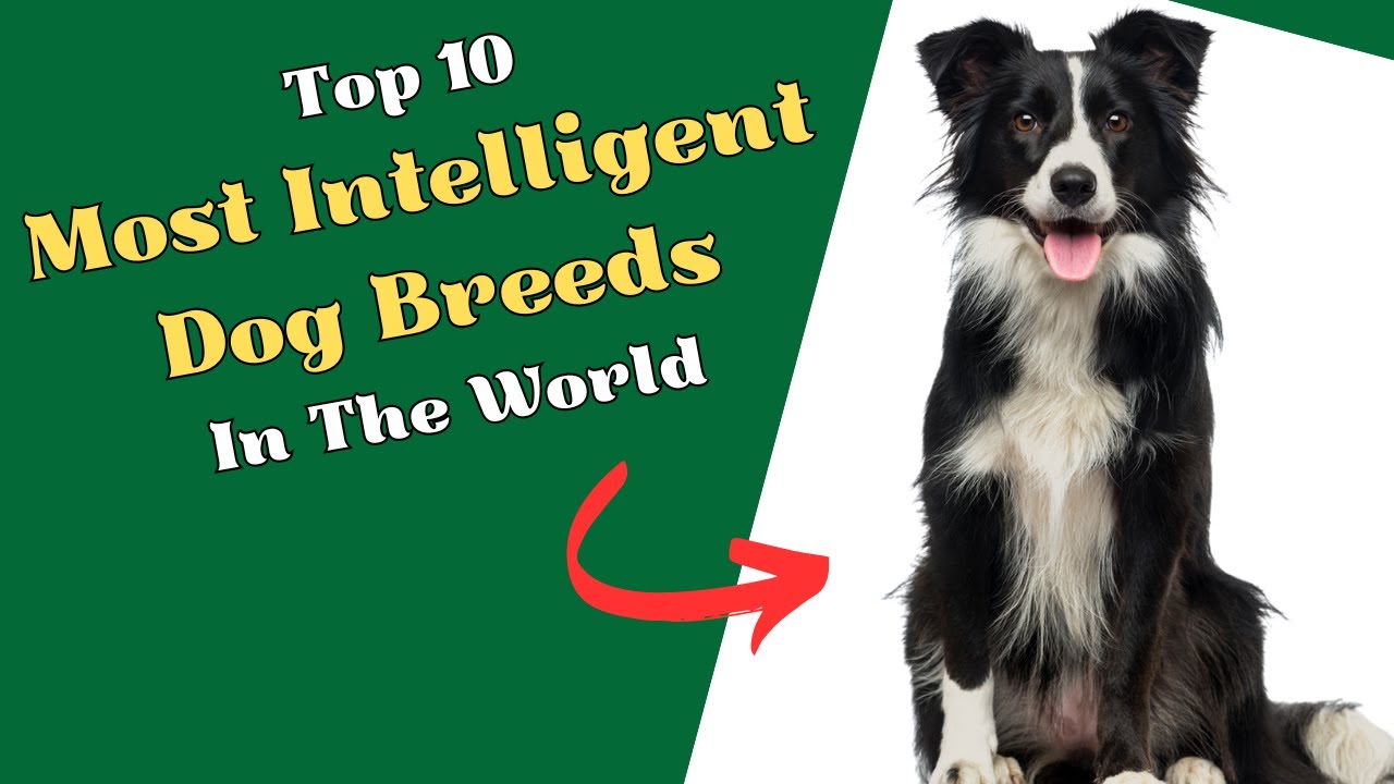 Top 10 Most Intelligent Dog Breeds In The World - Everything you need ...