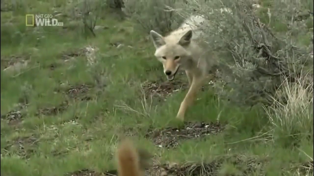 Wolves vs Grizzly Bears yellowstone battleground - YouTube