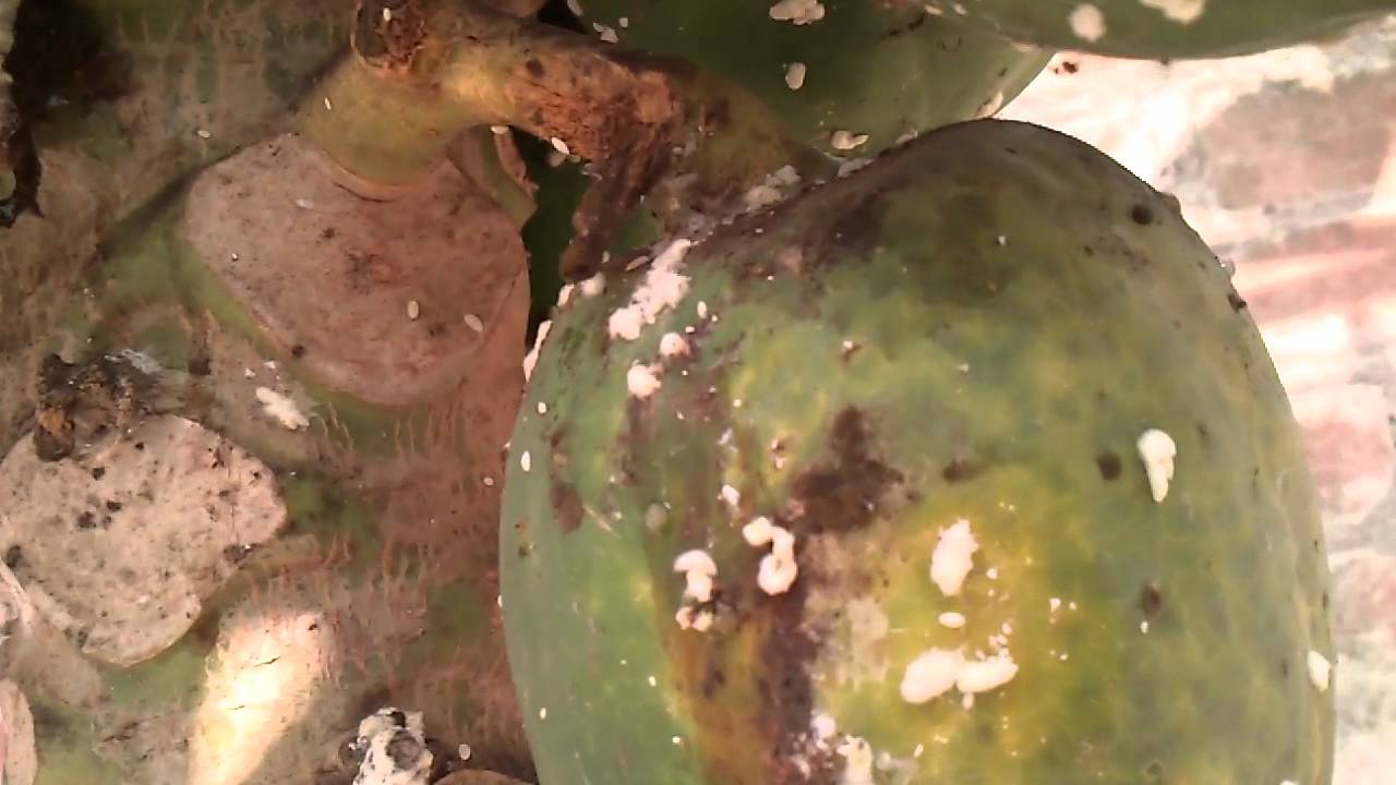 Papaya rust - YouTube