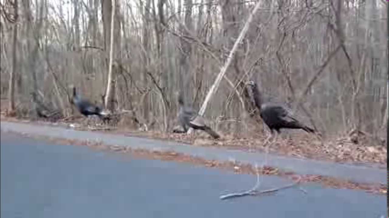 Bunch of Turkeys Get Ready for the Big Day. The Big Day is Thanksgiving ...