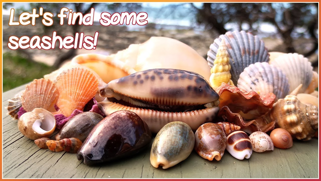 Finding Seashells at High Tide | Uncommon Cowries [Virtual Shelling ...
