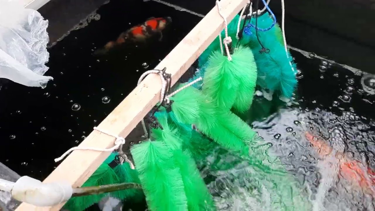 Setting up the quarantine tank with the potential parent koi - YouTube