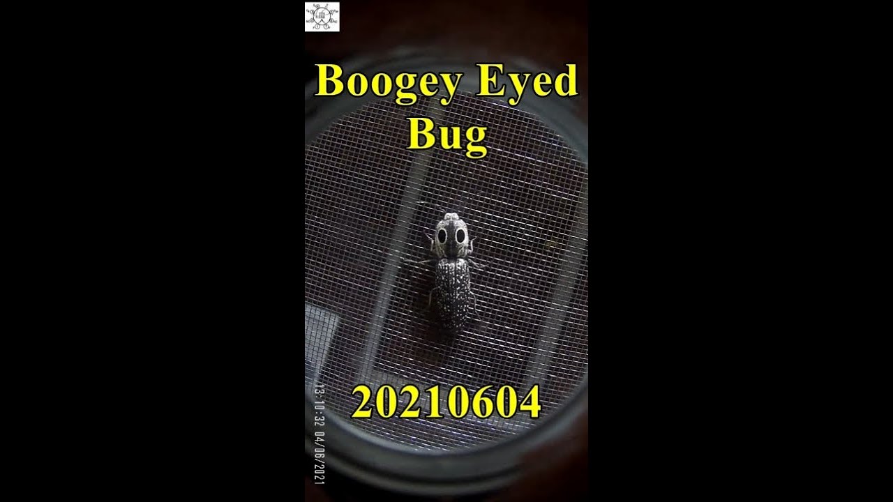 Boogey Eyed Bug 20210604 - YouTube