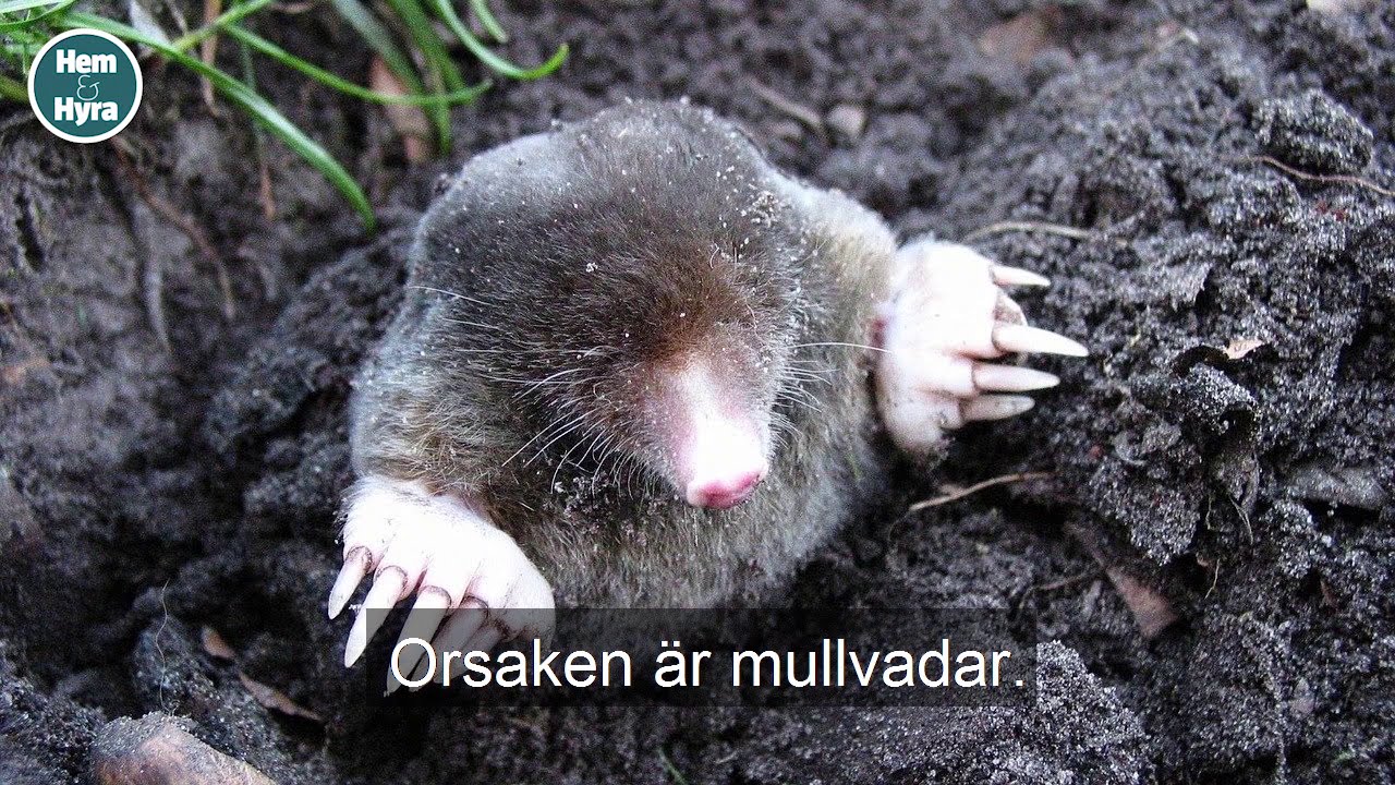 Mullvadar har grävt upp hela Isabellas tomt - YouTube