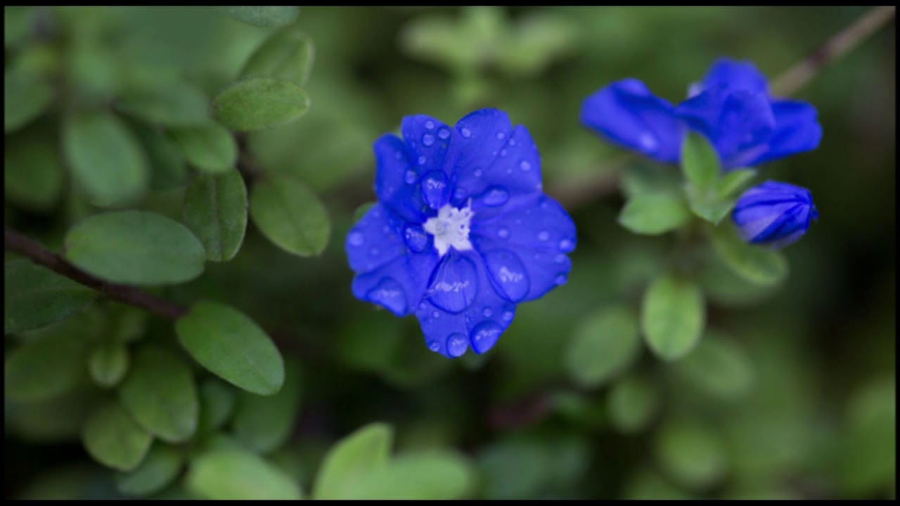 Kayampoo Korthu tharum - YouTube