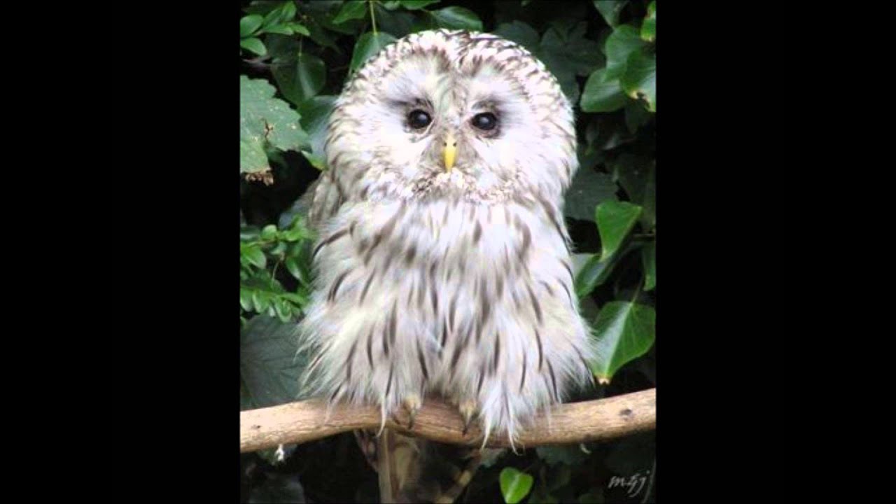 Bald Owl - Fat Kidney - YouTube