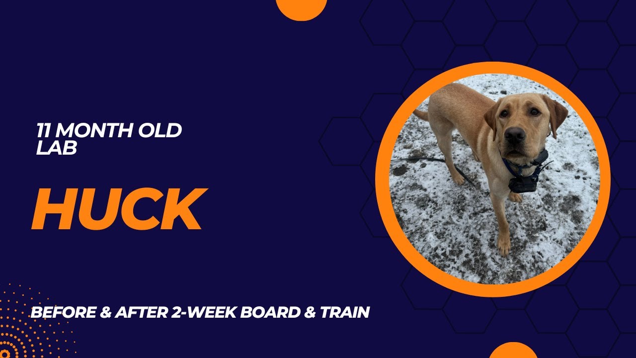 11 Month Old Lab “Huck” Before/After Video | 2-Week Board and Train ...