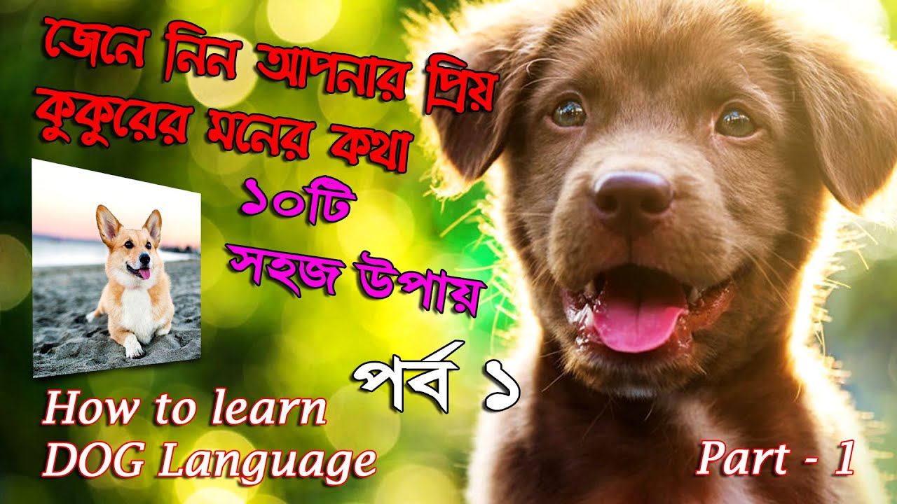 কুকুরের ভাষা বোঝার ১০টি সহজ উপায় | dog behavior explained in Bengali ...