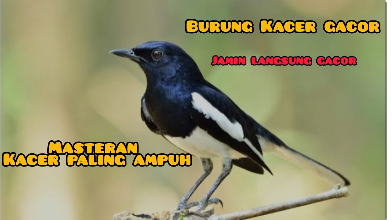 Kacer gacor-masteran burung Kacer gacor - YouTube