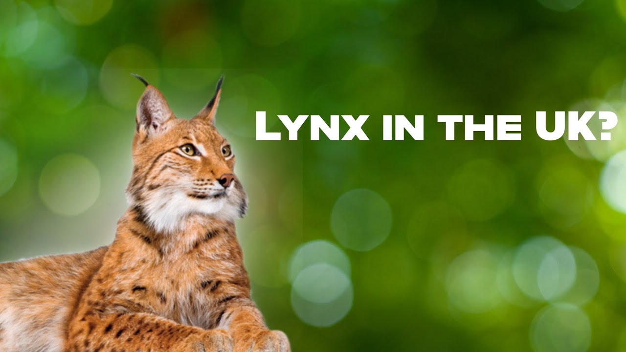 Lynx In The UK? Summary of Scotland Lynx Story, and potential future ...