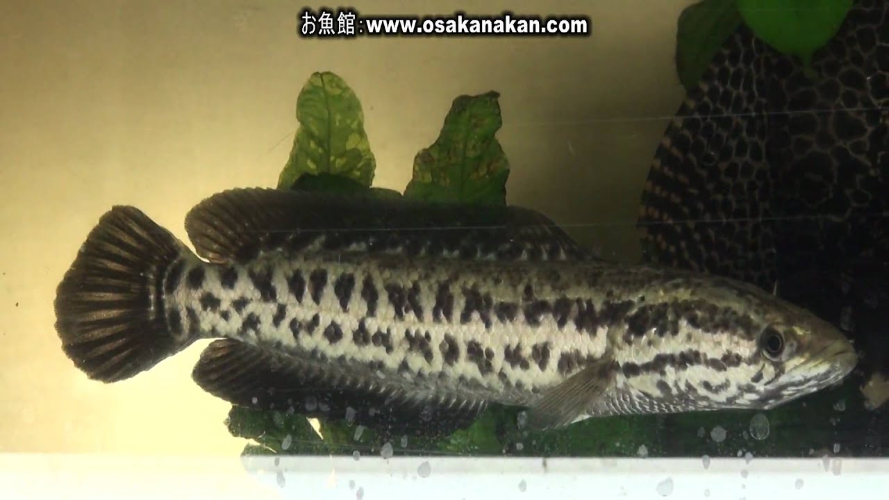 「タイワンドジョウ（Blotched snakehead）」学名：Channa maculata - YouTube