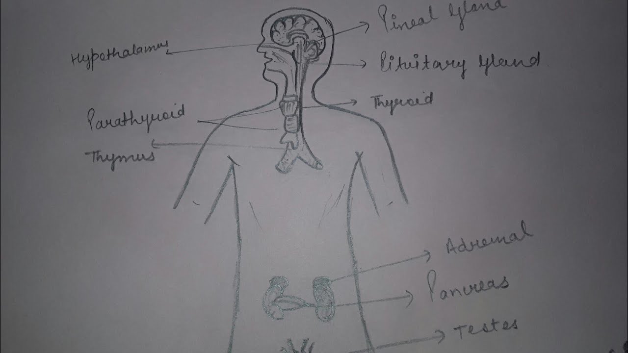 Human endocrine sytem easy way/class 10/ ncert based/cbse /how to draw ...