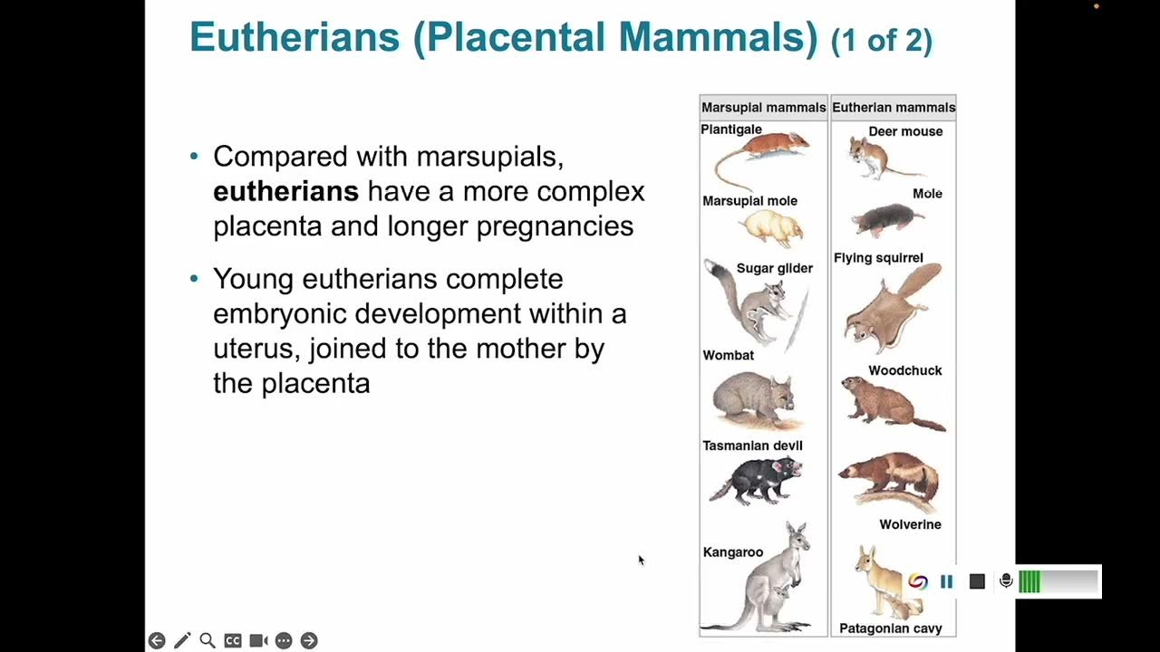 34.7a Mammals: Monotremes, Marsupials, and Eutherians - YouTube