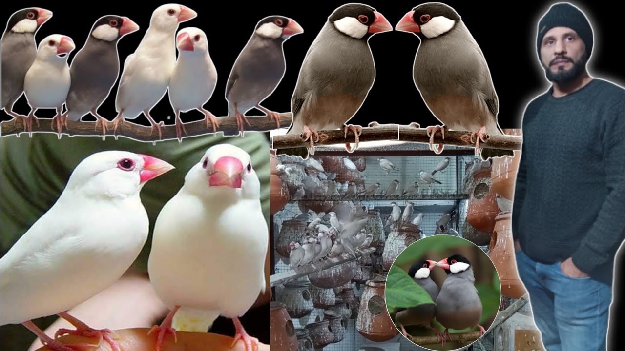 Finch Business In Pakistan 2023 New Ideas | Java Finch Farming Ideas ...