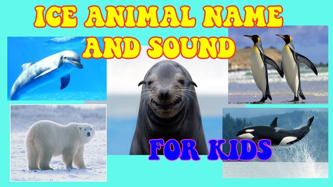 Kids Learning ICE ANIMAL Name and Sound - YouTube