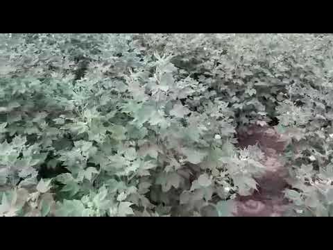 NCOF TECHNOLOGY किसान साथियों अब भी समय हैं सम्भलने का दुष्परिणाम ...