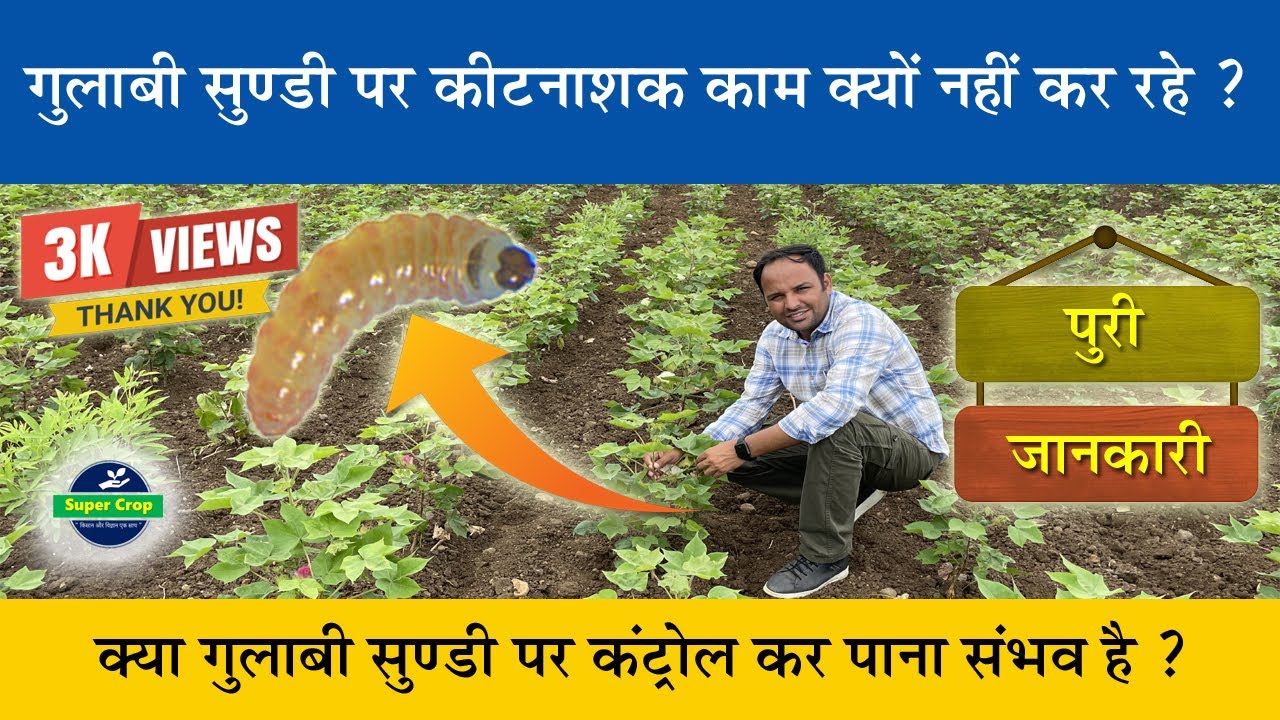 गुलाबी सुण्डी पर कीटनाशक काम क्यों नहीं कर रहे I Gulabi Sundi I हर सवाल ...