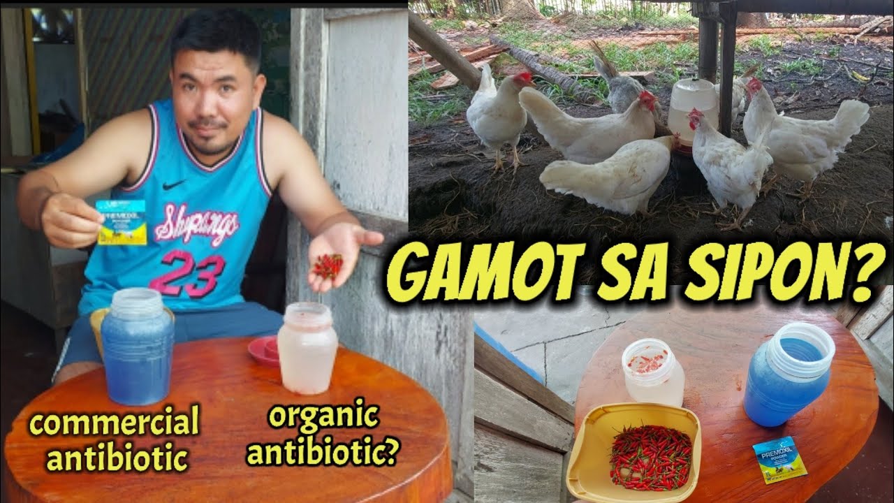 Totoo kaya na nagpapagaling ang sili sa sipon ng manok? - YouTube